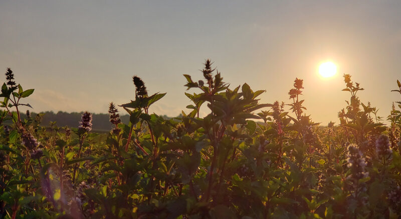 Harvesting and Distilling Peppermint | Grandpa's Good Earth