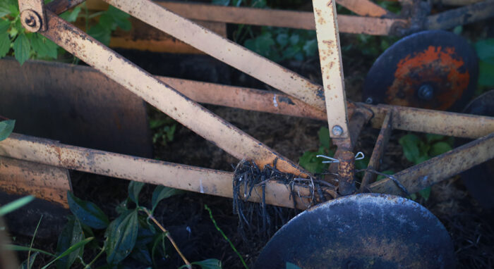 From the Farm: Planting Peppermint | Grandpa's Good Earth